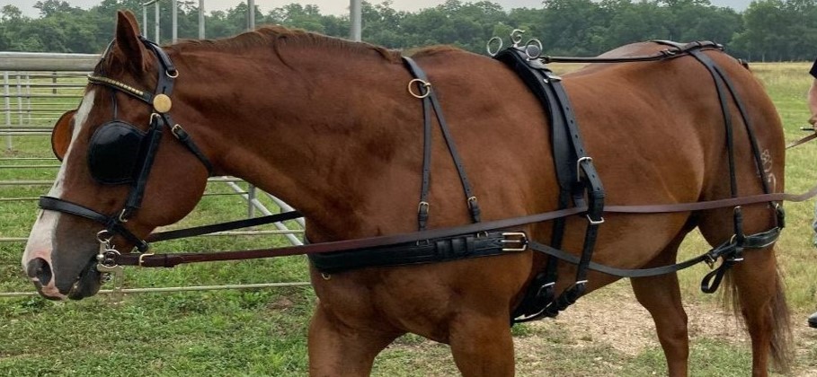Starting a Horse to Harness – Ranch Ride Carriage Drive LLC