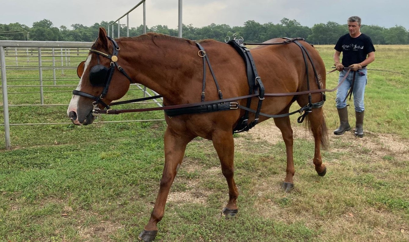 Starting a Horse to Harness – Ranch Ride Carriage Drive LLC