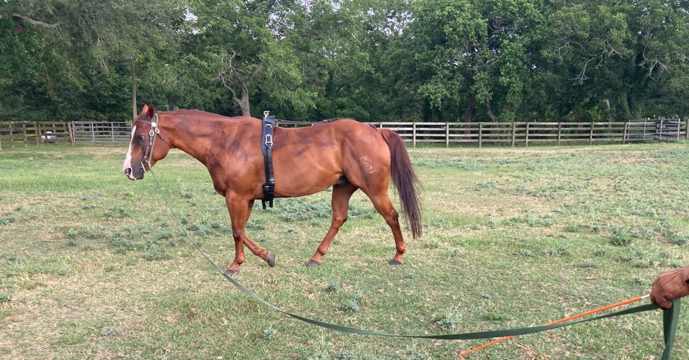 Starting a Horse to Harness – Ranch Ride Carriage Drive LLC