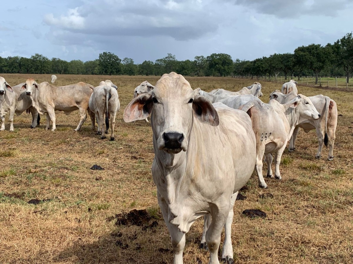 Brahman Cattle at the Ranch – Ranch Ride Carriage Drive LLC