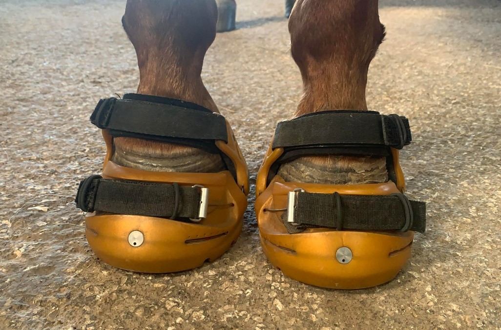 Foot in Boots – Ranch Ride Carriage Drive LLC