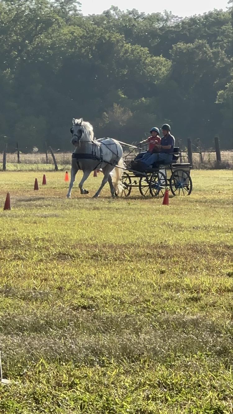 First Driving Lesson: Fun in the Cones – Ranch Ride Carriage Drive LLC