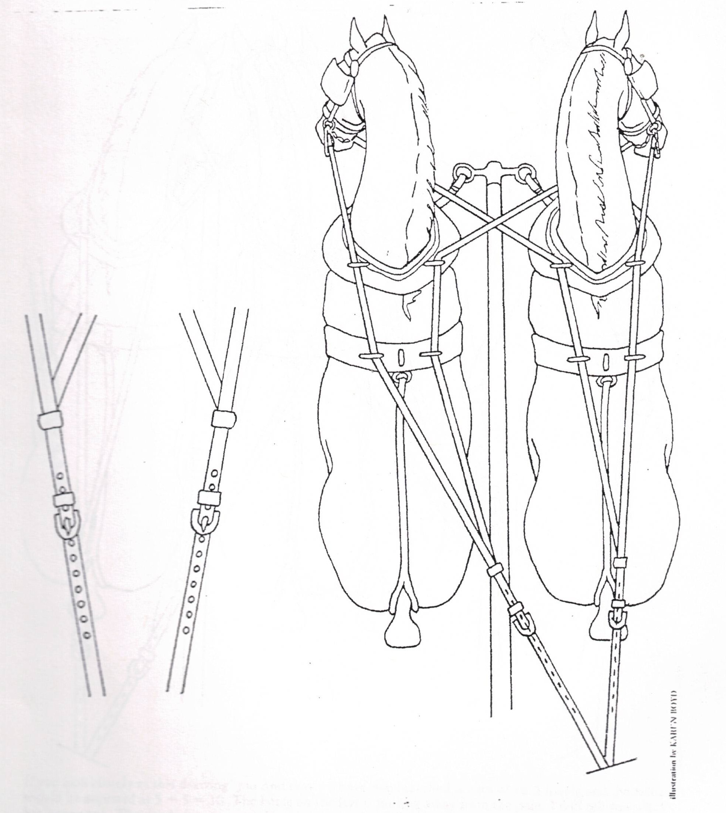 The Importance of Proper Rein Adjustments – Ranch Ride Carriage Drive LLC