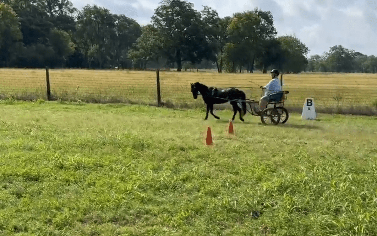 Practicing Start, Stop, and Steer with a Simple Cones Circle – Ranch ...