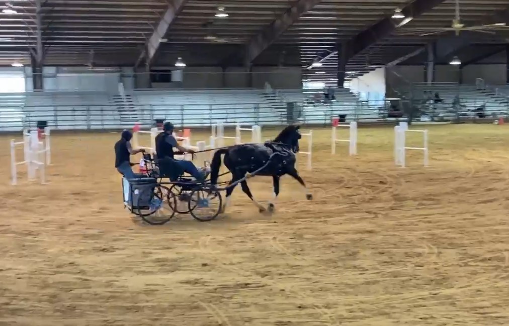 Fen Goes to Her First Competition! – Ranch Ride Carriage Drive LLC